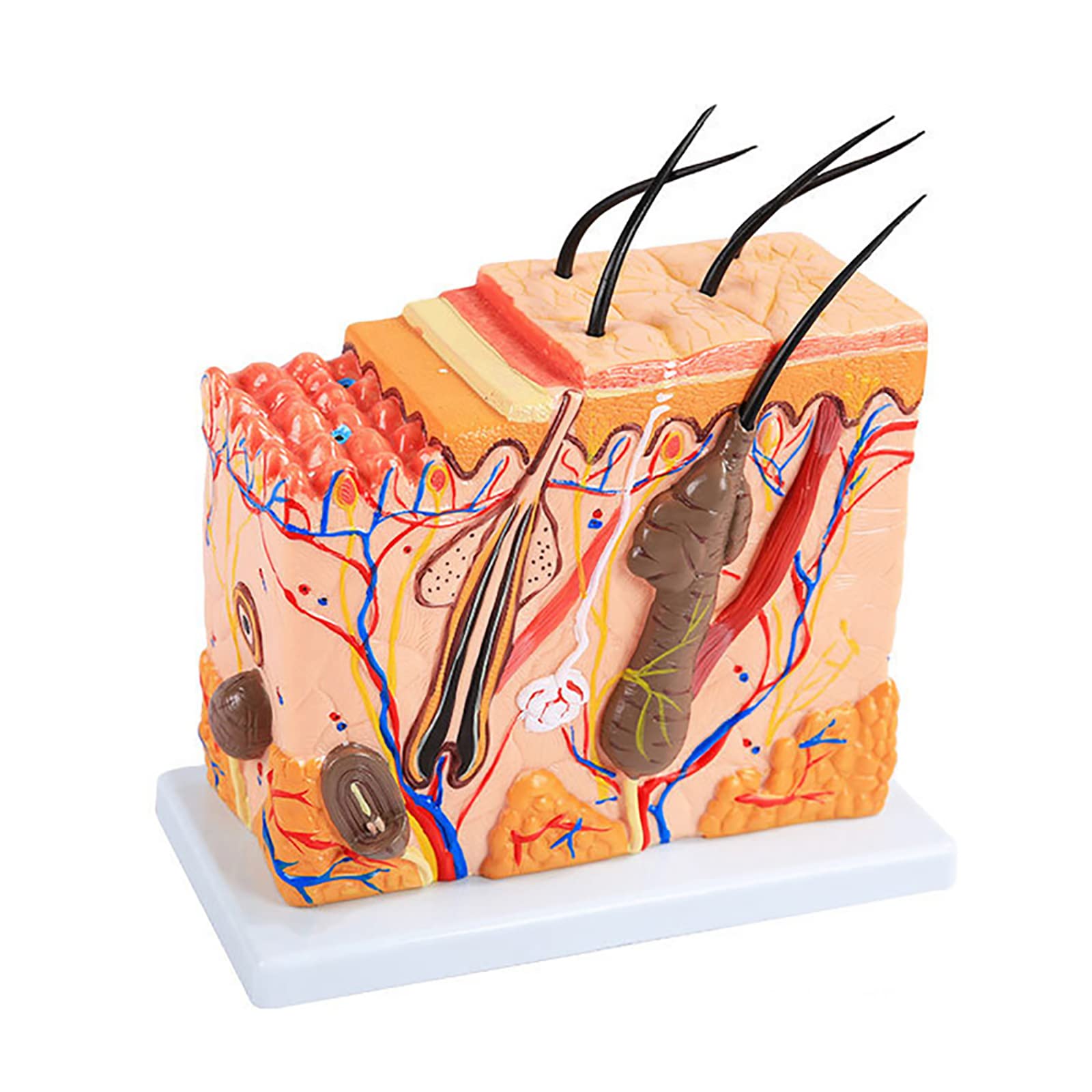 Skin Model 50x Human Big Anatomical Skin Magnified Tissue Structure ...