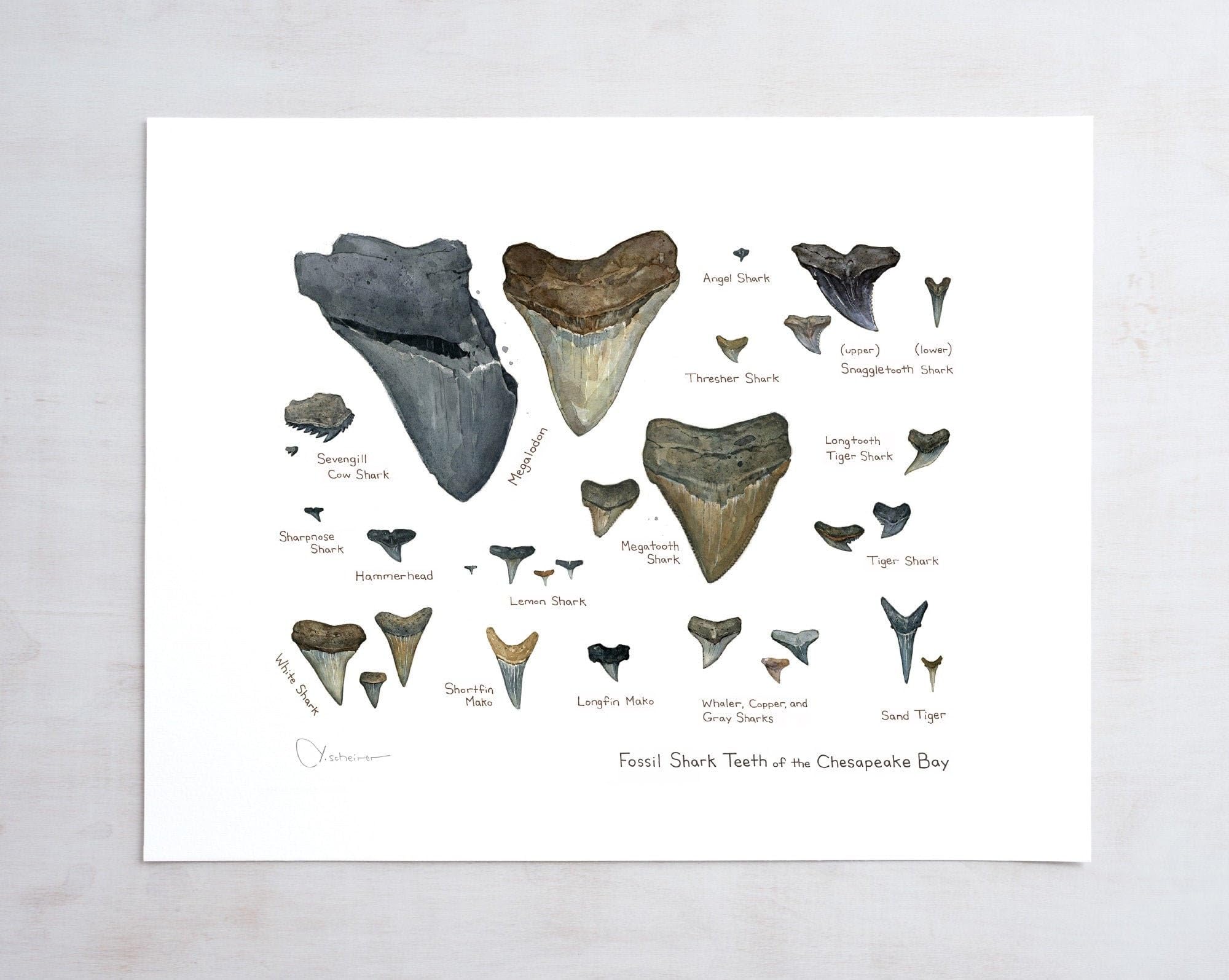 Identify Shark Teeth Chart Coastal South Carolina Fossil
