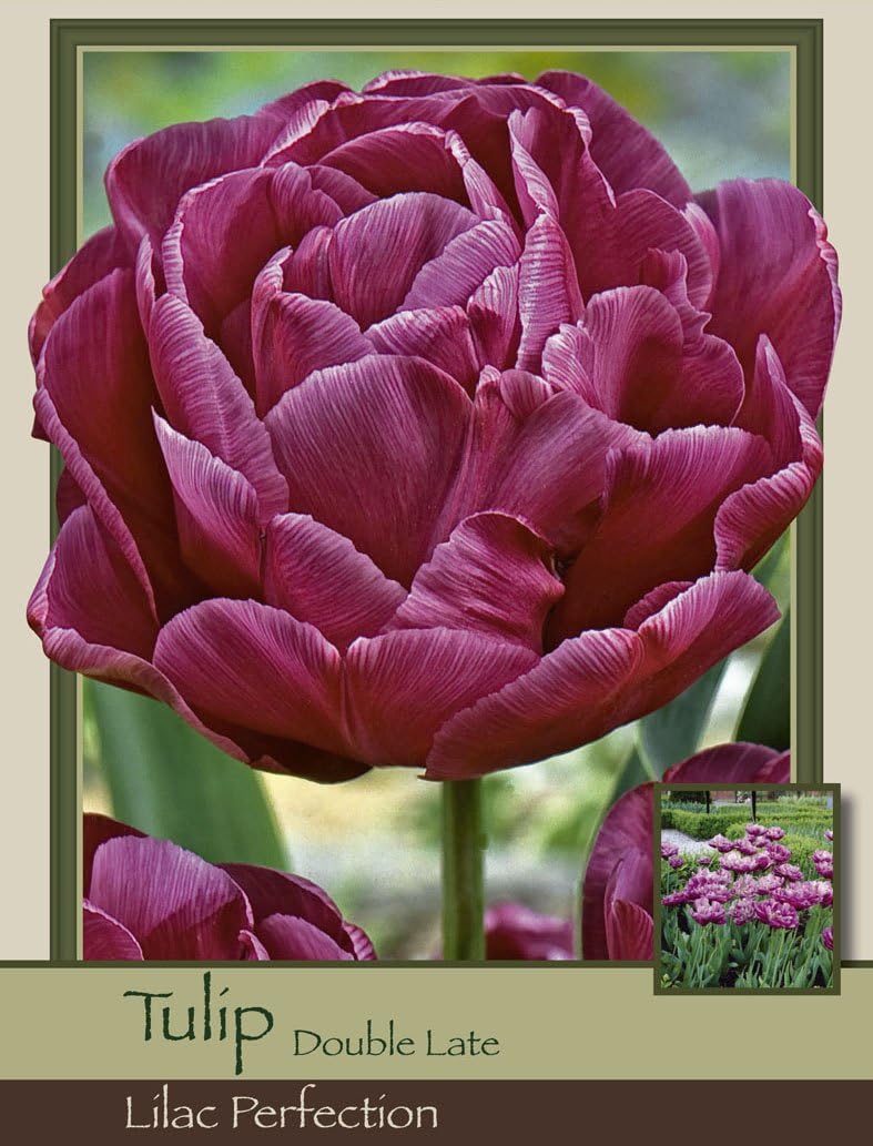 Amazon.com : Tulip Double Late Lilac Perfection : Tulip Bulbs : Patio ...