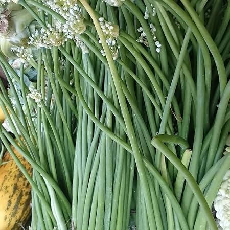Coconut Lagoon Rare F1 Hybrid" Green Cowpea" Long Bean Barbati ...