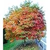 Amazon.com : 2 Sassafras Trees - 10-16" Tall Live Plants - Common ...