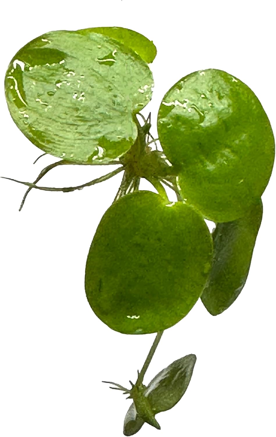 Amazon.com: 12 Amazon Frogbit (Limnobium Laevigatum), Live Aquarium ...