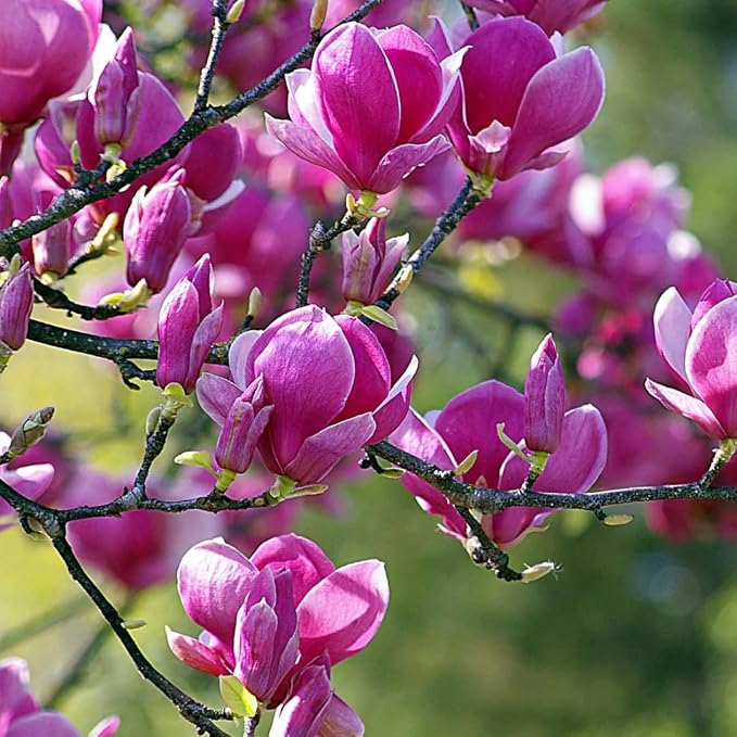 Amazon.com : Ann Magnolia Tree Live Plant 6 to 12 Inch Height, Fragrant ...