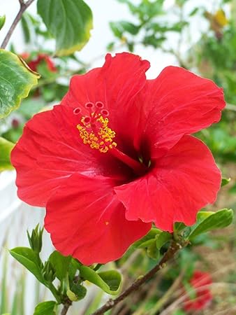 Hibiscus Flower Plant (Red) Jaba Flower Rosemallow Gudhal Flower Live ...