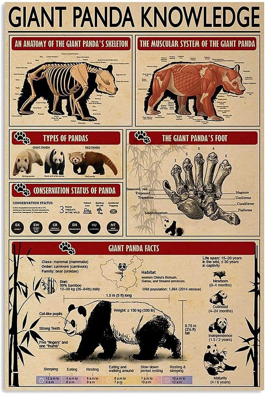Amazon.com: Giant Panda Knowledge Metal Tin Signs Giant Panda ...