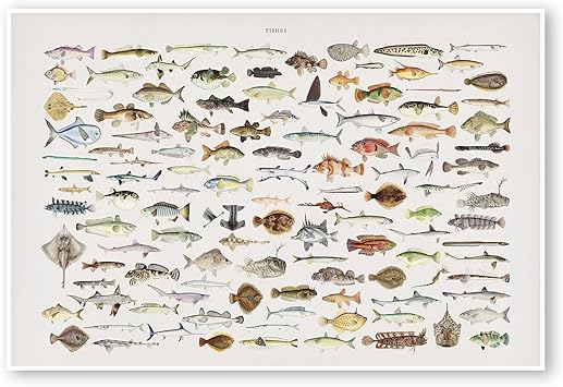 Amazon.com: Illustrated Fish Species Canvas Poster(L24"xW16"-UnFramed ...