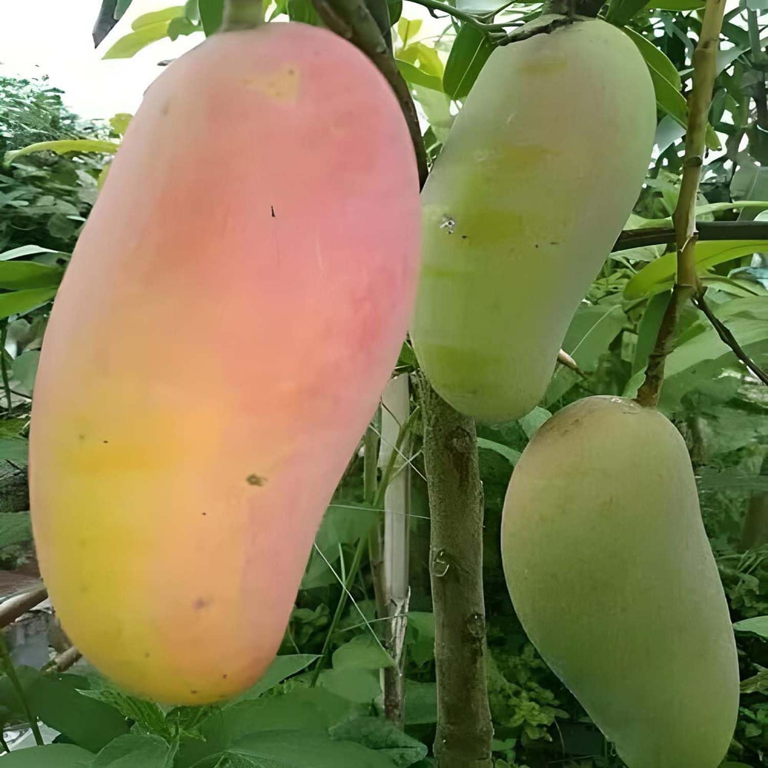 IXORA Mango Goa Mankurad Variety Grafted Aam Fruit Live Plants & Tree(1 ...