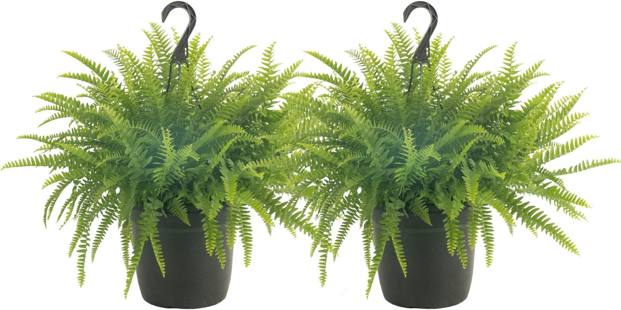 Amazon.com : 10 Lady Ferns Bare Roots, Fern Live Plants, Live Fern ...