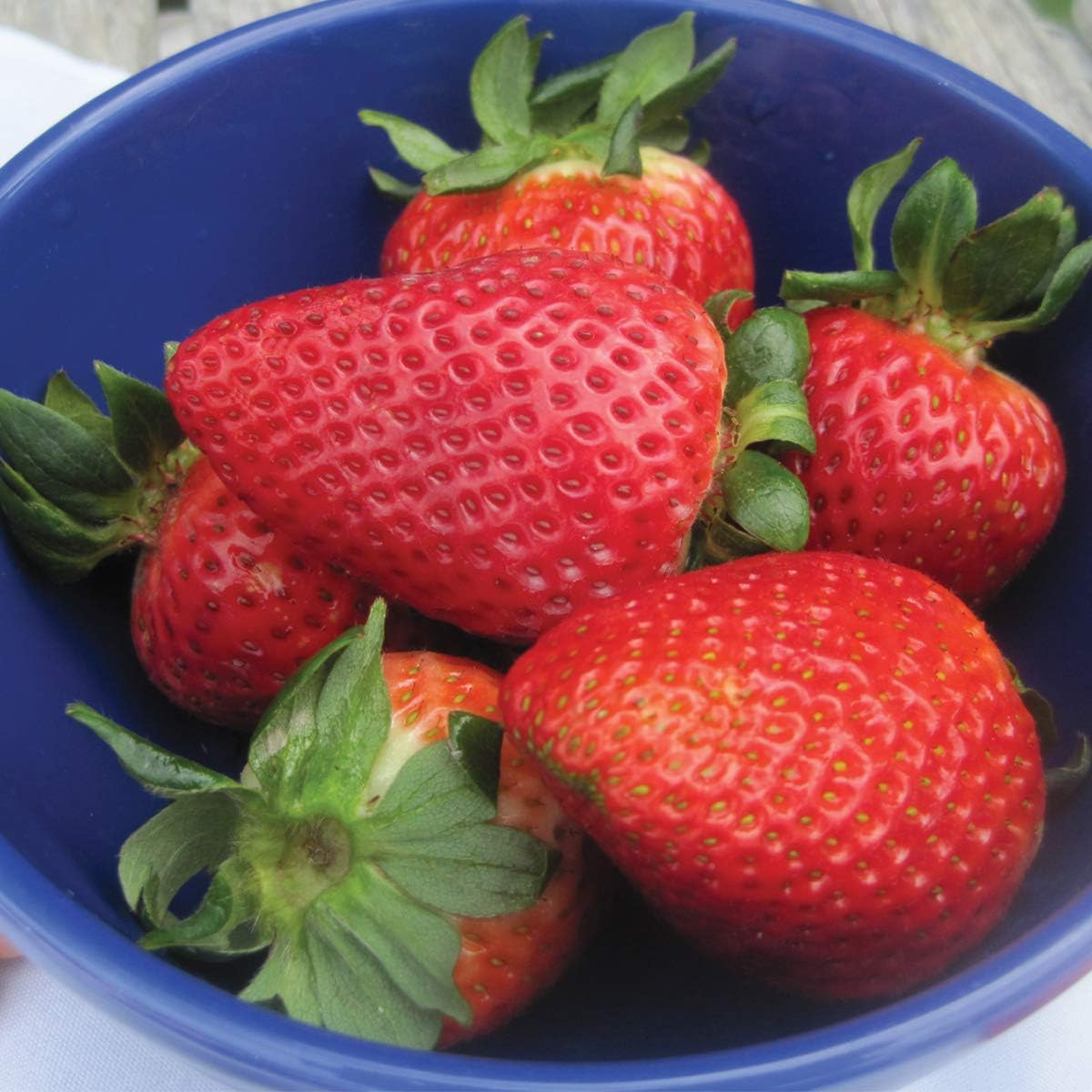 Amazon.com : Burpee 'Flavorfest' June-Bearing Strawberry shipped as 25 ...
