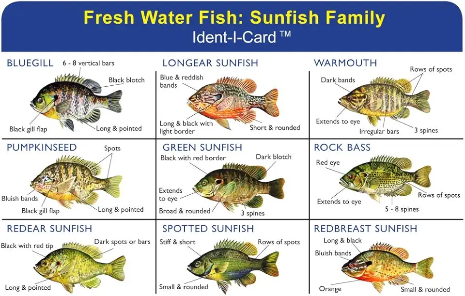 Understanding The Reproduction Process Of Ocean Sunfish | PetShun