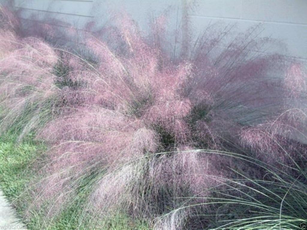 Amazon.com: 10 Blue muhly Ornamental Grass Seeds,Also Know as,Big muhly ...