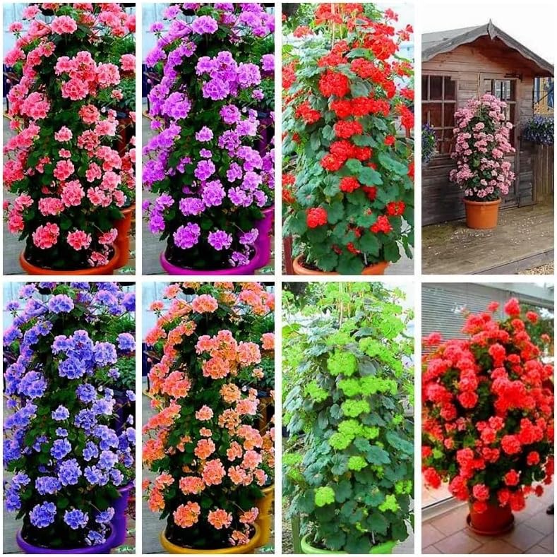 NooElec Seeds India All Season Rare Climbing Geranium Flower Seeds - 50 ...