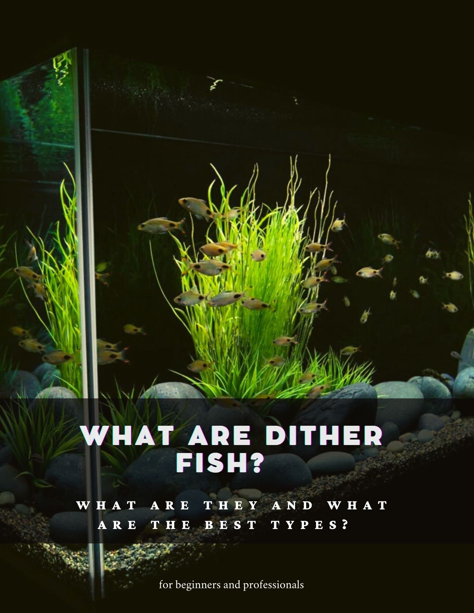 Buy What are dither fish? : What are they and what are the best types ...