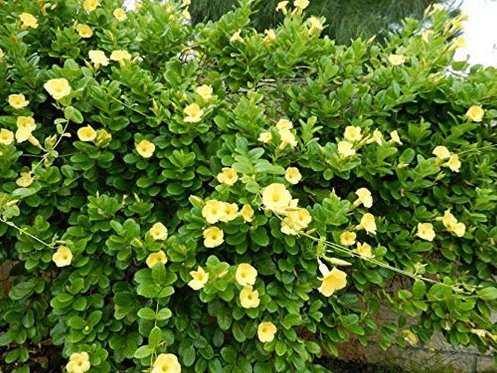 Creative Farmer Climber Live Plant Garden Rare Coastal Allamanda Yellow ...