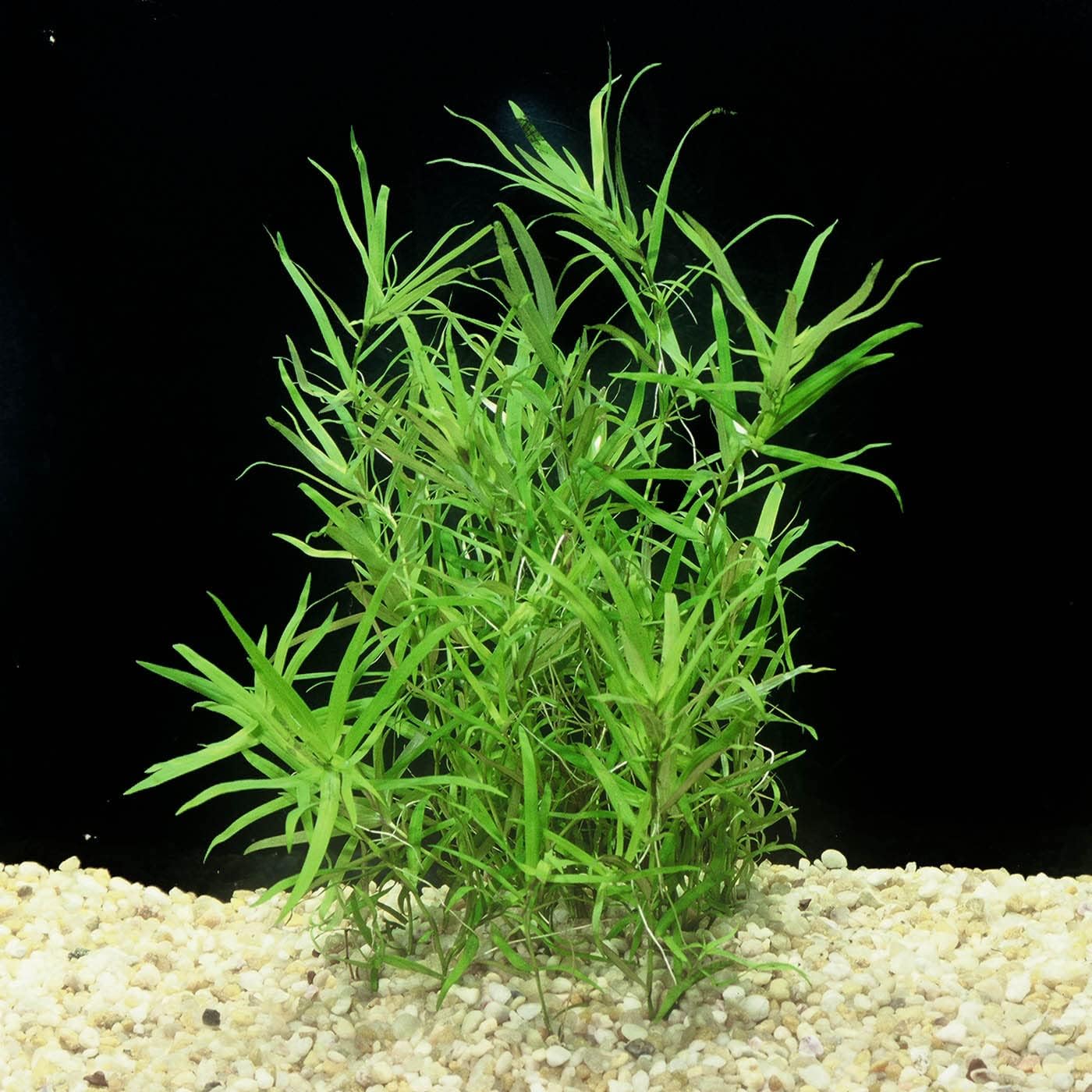 Floratica Heteranthera Zosterifolia Cuttings Live Aquarium Aquatic ...