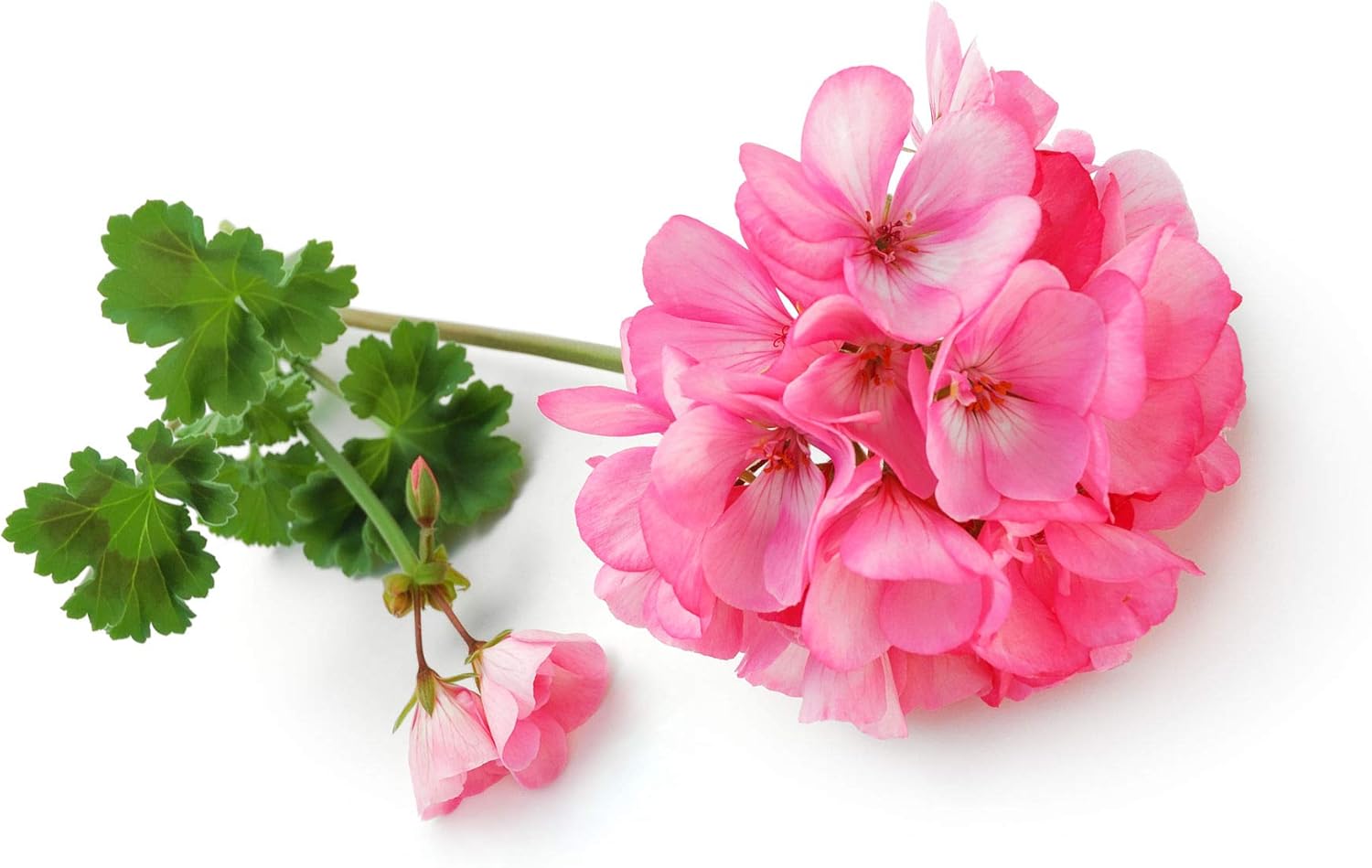 Amazon.com : Homegrown Packet Geranium Seeds, Bulk Seeds, Bicolor Pink ...