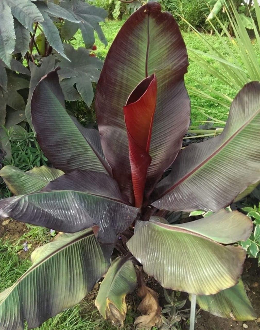 Red banana tree (1 live plant) : Amazon.in: Garden & Outdoors