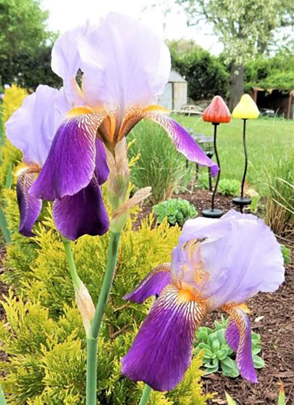 Amazon.com : Tall Bearded Historic Iris Bulbs/Roots/Rhizome Re-Blooming ...