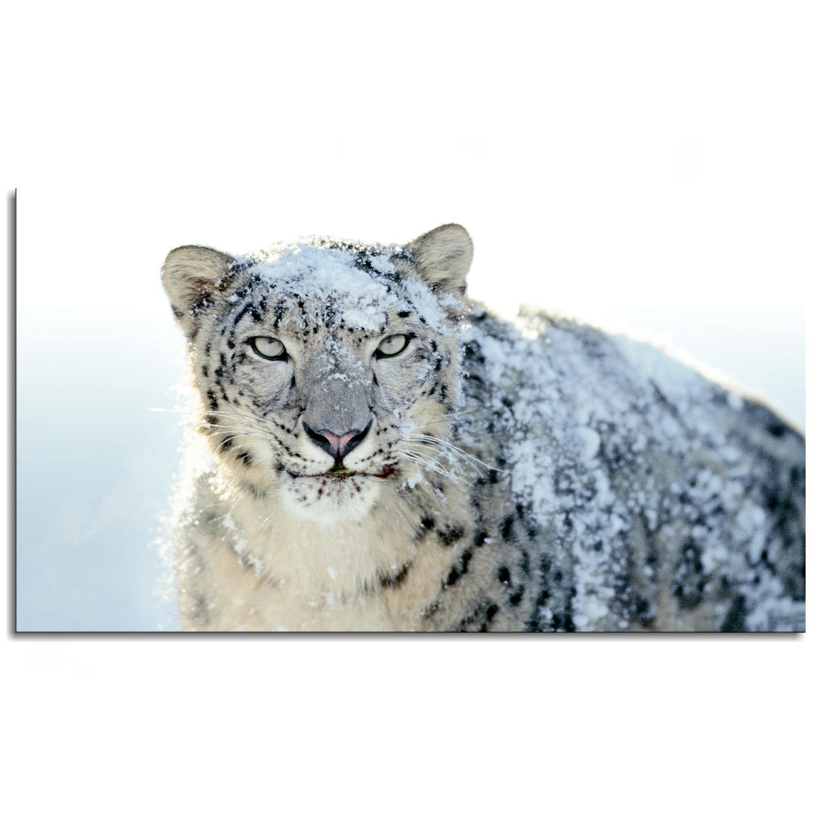 Snow Leopards Being Hunted