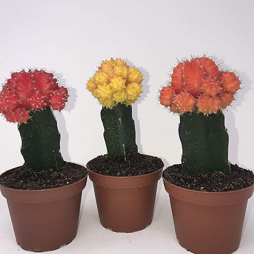 Amazon.com : Large grafted Moon Cactus (2) : Patio, Lawn & Garden