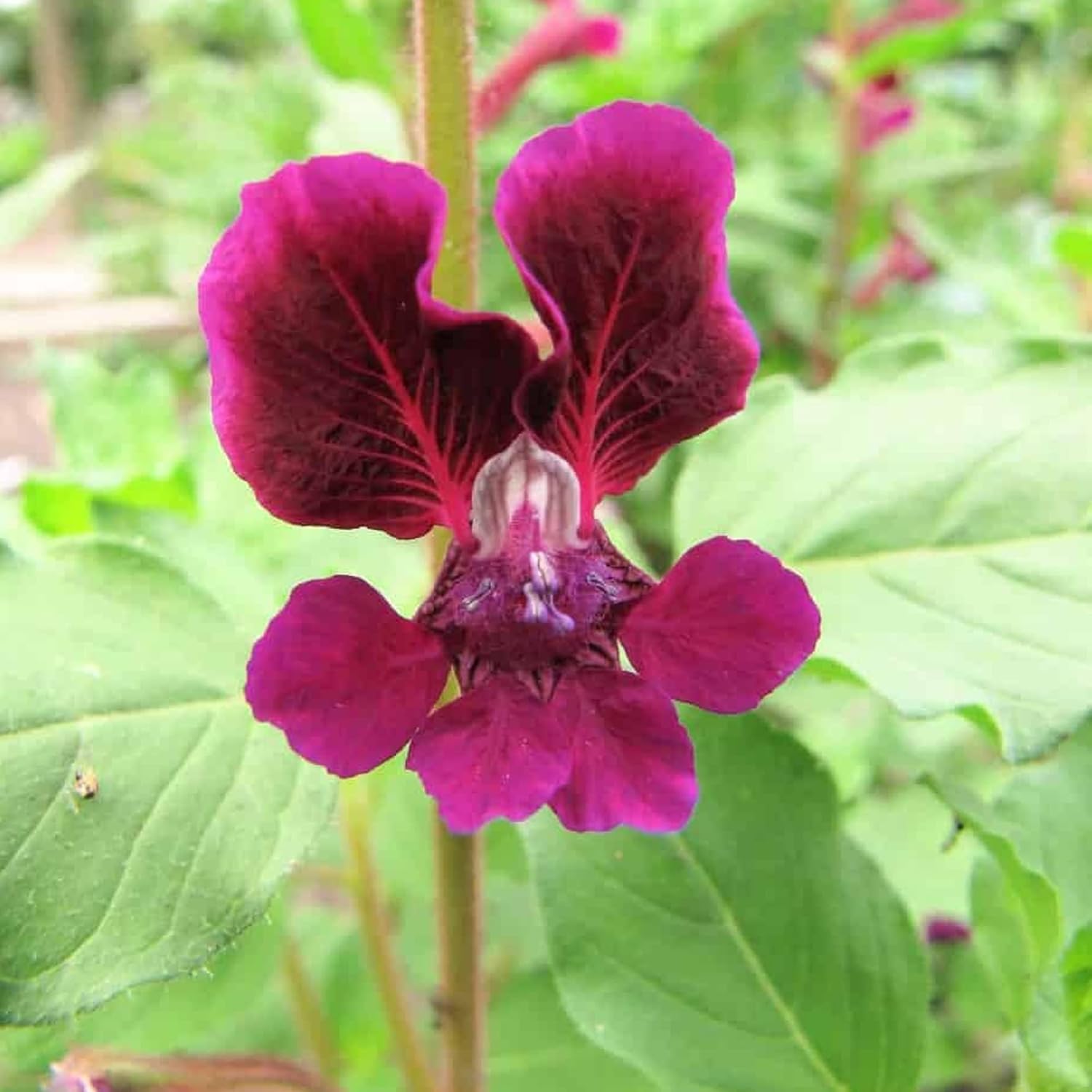 CHUXAY GARDEN Cuphea ‘Purple Passion’ Seed 250 Semillas Planta Perenne ...