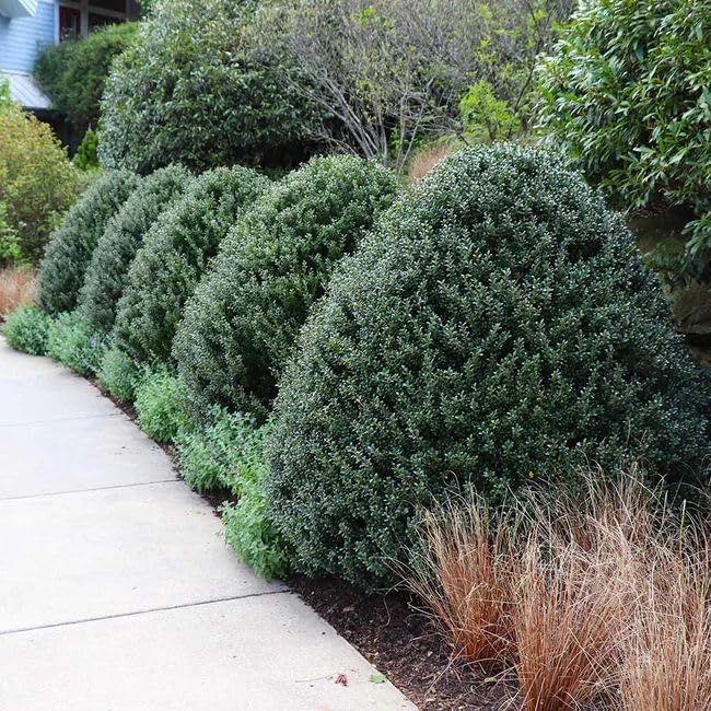 Amazon.com : Steeds Holly I 3 Live Plants I Upright Ilex Crenata ...