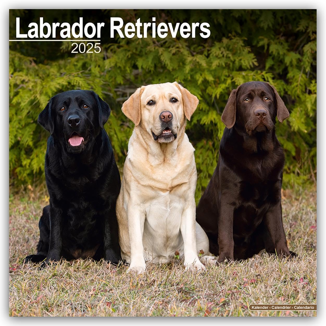 Labrador Retrievers (Mixed Colour) 2025 Square Wall Calendar | Dog ...