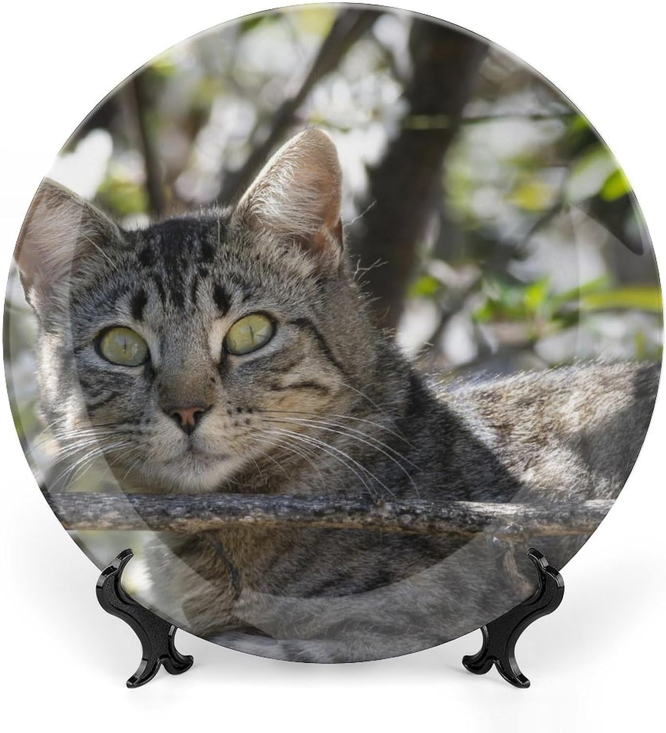 Amazon.com: Animal Cat Decorative Plate, Ceramic Wall Decor Plate ...