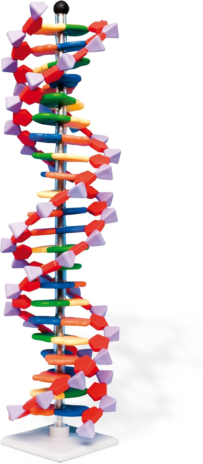 Amazon | molymod モリモッド アドバンスド ・ DNA 模型 ・ 22層 組立キット | プラモデル 通販