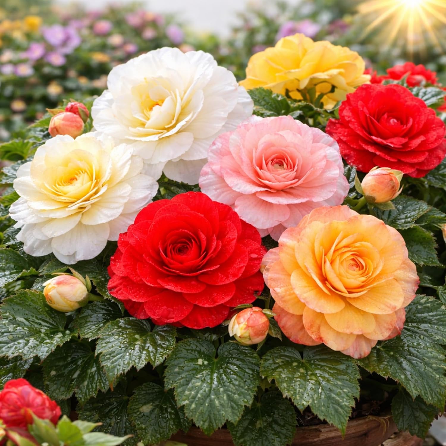 Amazon.com : Odorata Begonia Bulbs Mix – Fragrant Double Flowering ...