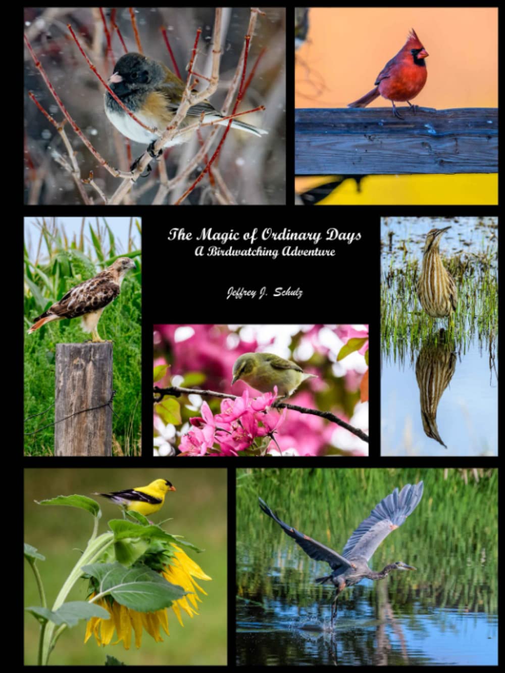 Amazon.com: The Magic of Ordinary Days: A Birdwatching Adventure ...