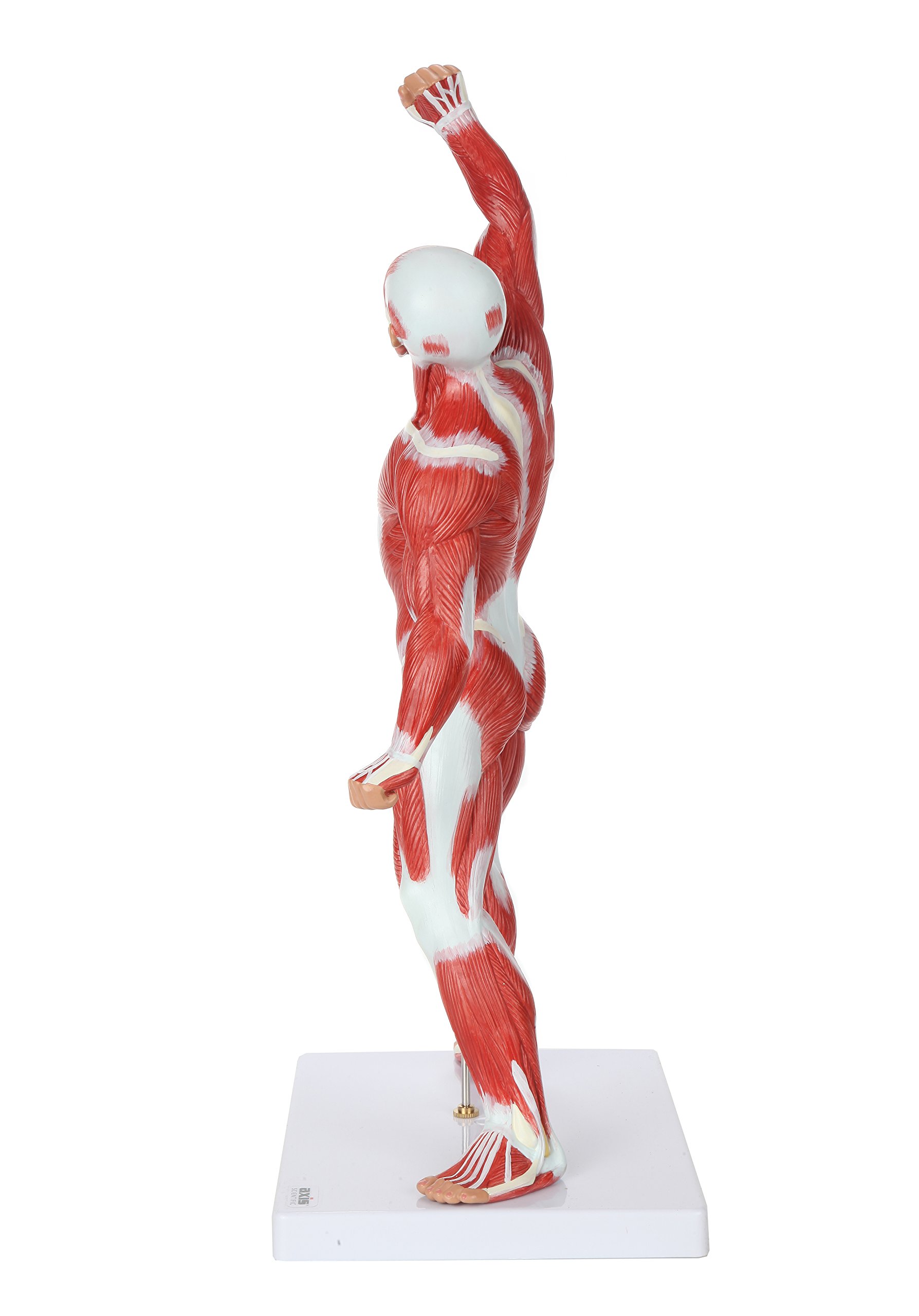 Axis Scientific Miniature Muscular System Model, 20” Human Muscles ...