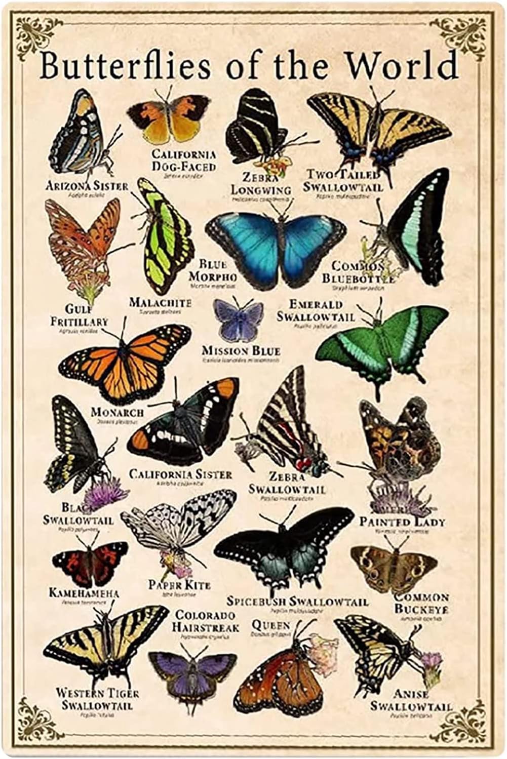 Amazon.com: Starotore Types Of Butterflies Metal Tin Signs Wall Decor ...