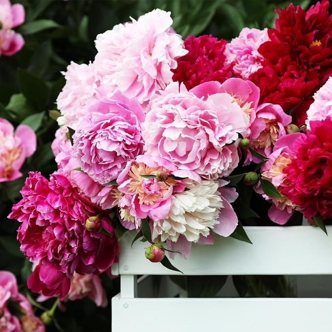 Amazon.com : 100Pcs Peony Flower Seeds – Premium Peony Seeds for ...