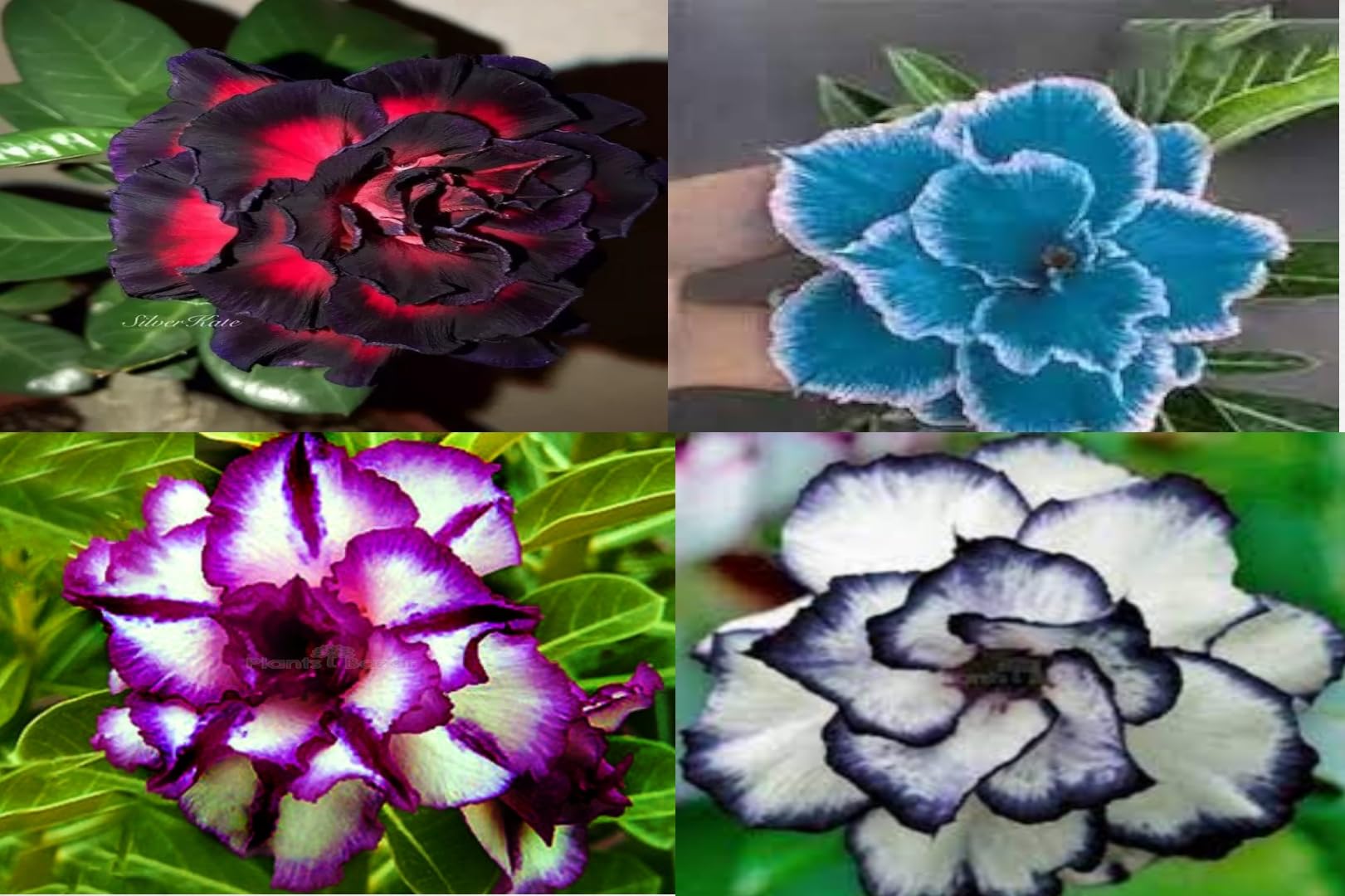 Adenium Live Plant Combo Pack Of - 4 Canadian Variety (Original Variety ...