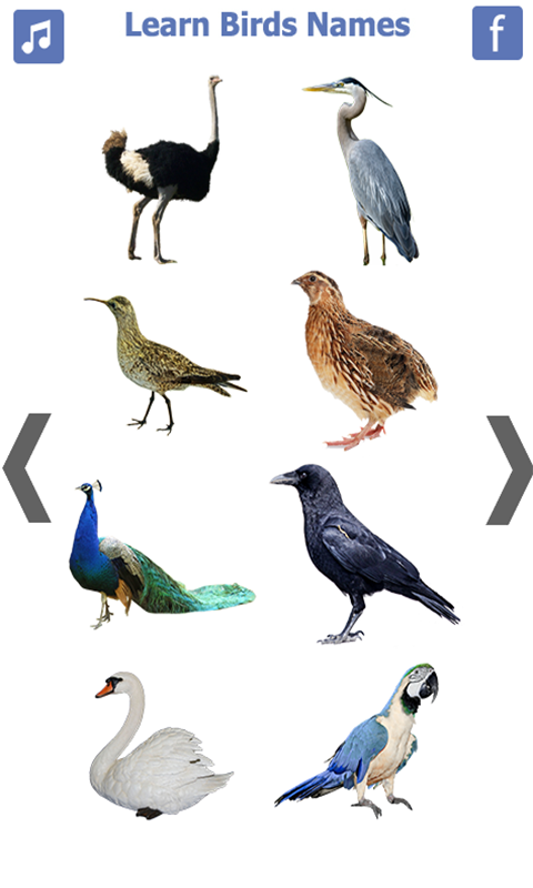 All Birds Pictures With Names In English