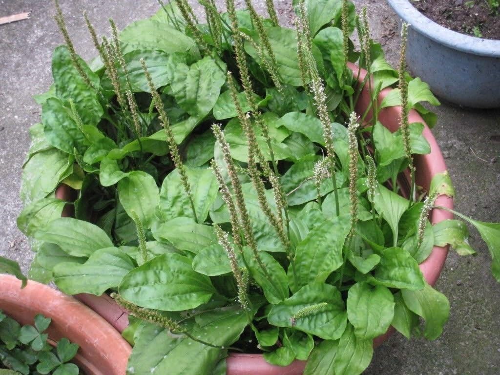 Amazon.com : Plantago Asiatica Chinese Plantain Arnoglossa Garden 5000 ...