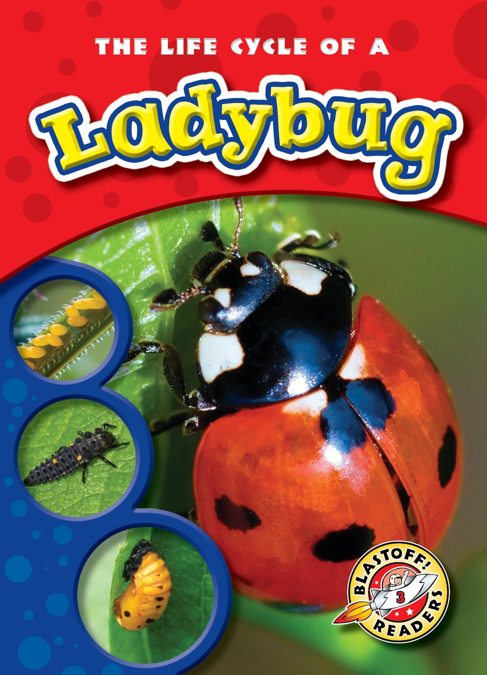 Amazon.com: The Life Cycle of a Ladybug (Life Cycles: Blastoff! Readers ...