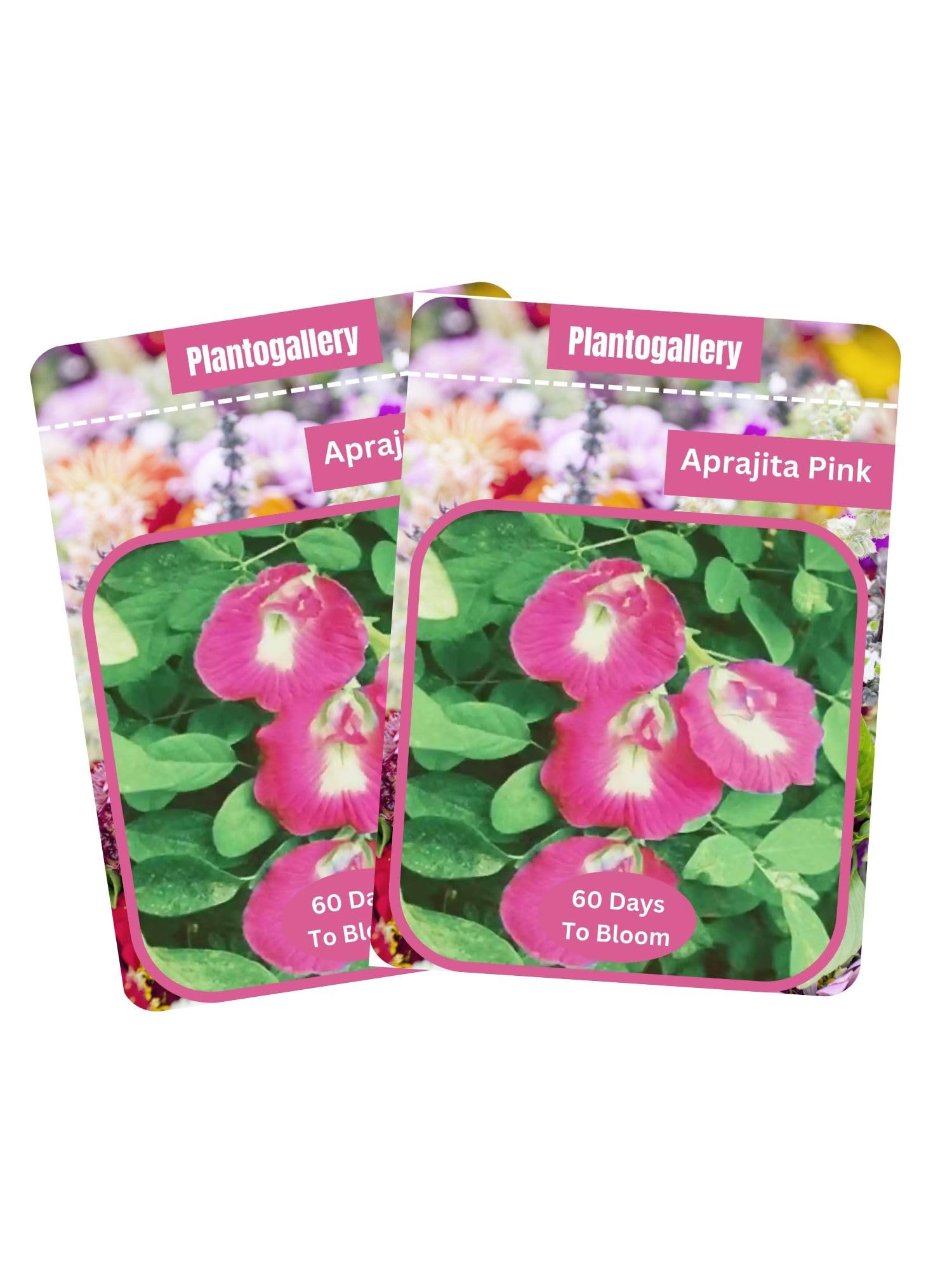 Plantogallery Aprajita Pink Flower Seeds Pack Of 2pkt : Amazon.in ...