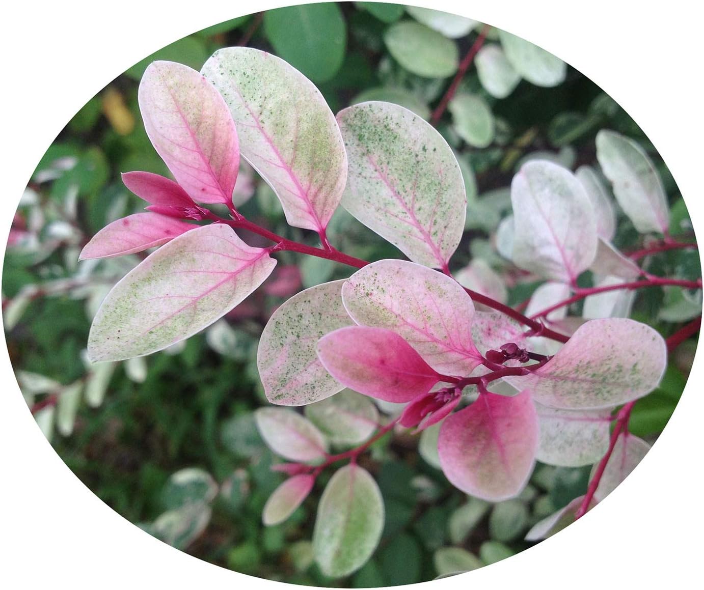 Amazon.com : SNOWBUSH Snow on The Mountain Variegated Pink Green White ...