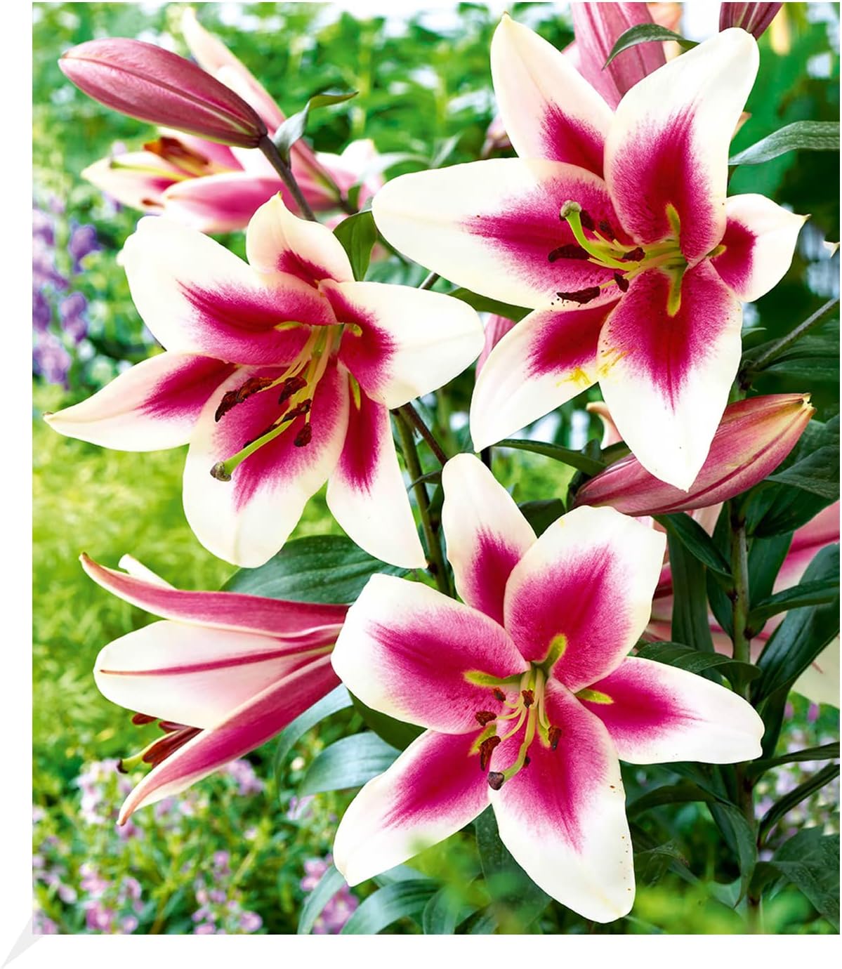 BALDUR Garten Tree-Lily® "Altari®",3 Zwiebeln Lilium, Baumlilie, Lilie ...