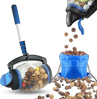 Gathering Acorns: An Easy Guide To Collecting Nature's Nutty Treats ...