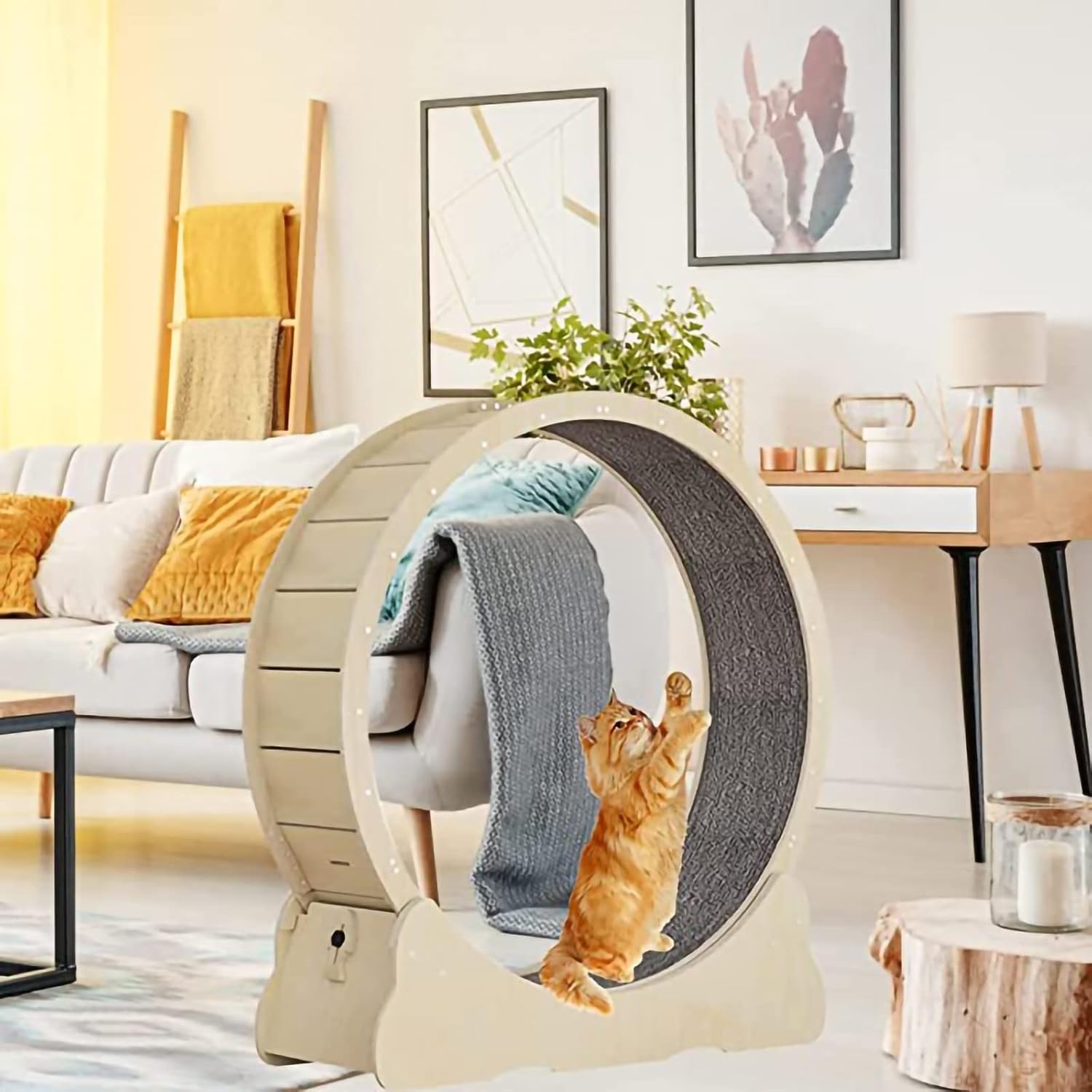 Amazon.com : Cat Exercise Wheel Indoor Treadmill for Adult/Large/Medium ...