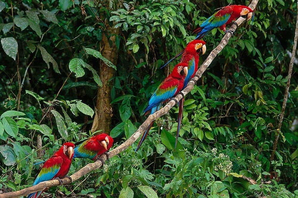 Amazon.com: Peruvian Macaws 2 Wallpaper Wall Mural - Self-Adhesive ...