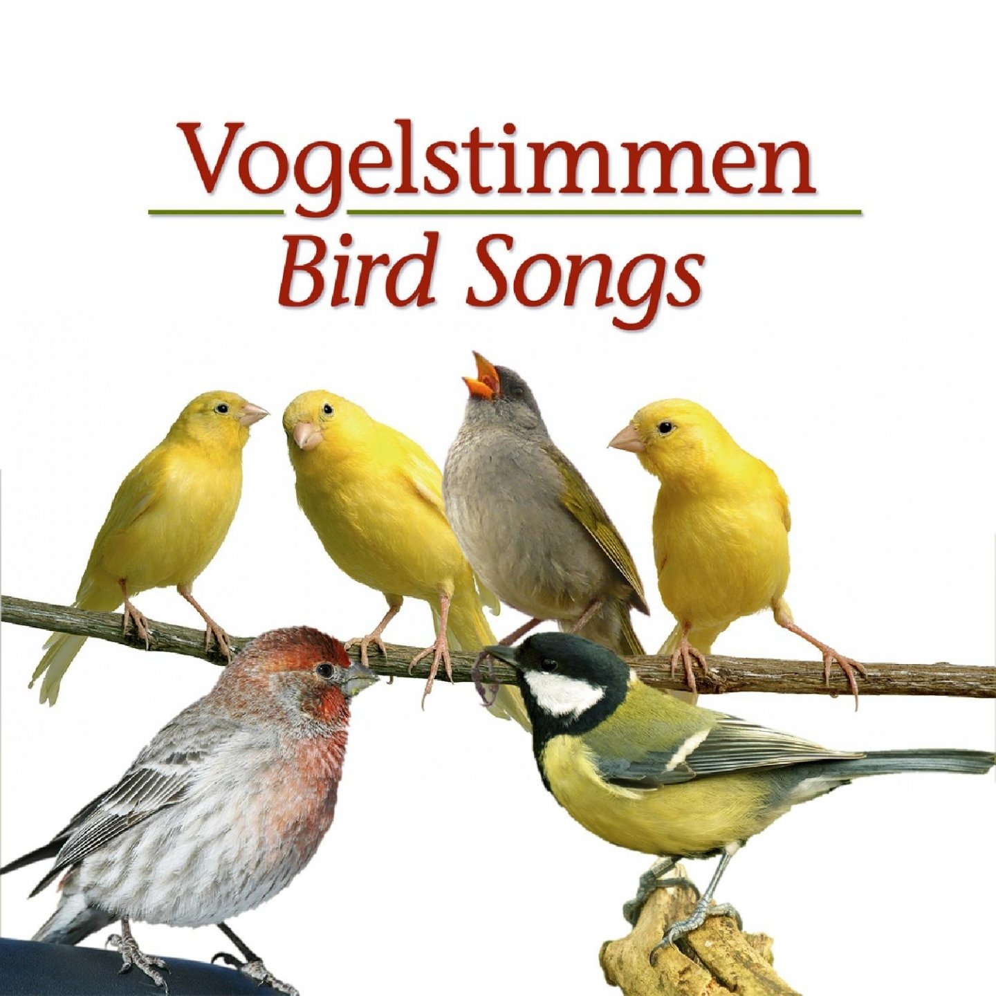 Amazon.com: Bird Songs: CDs & Vinyl