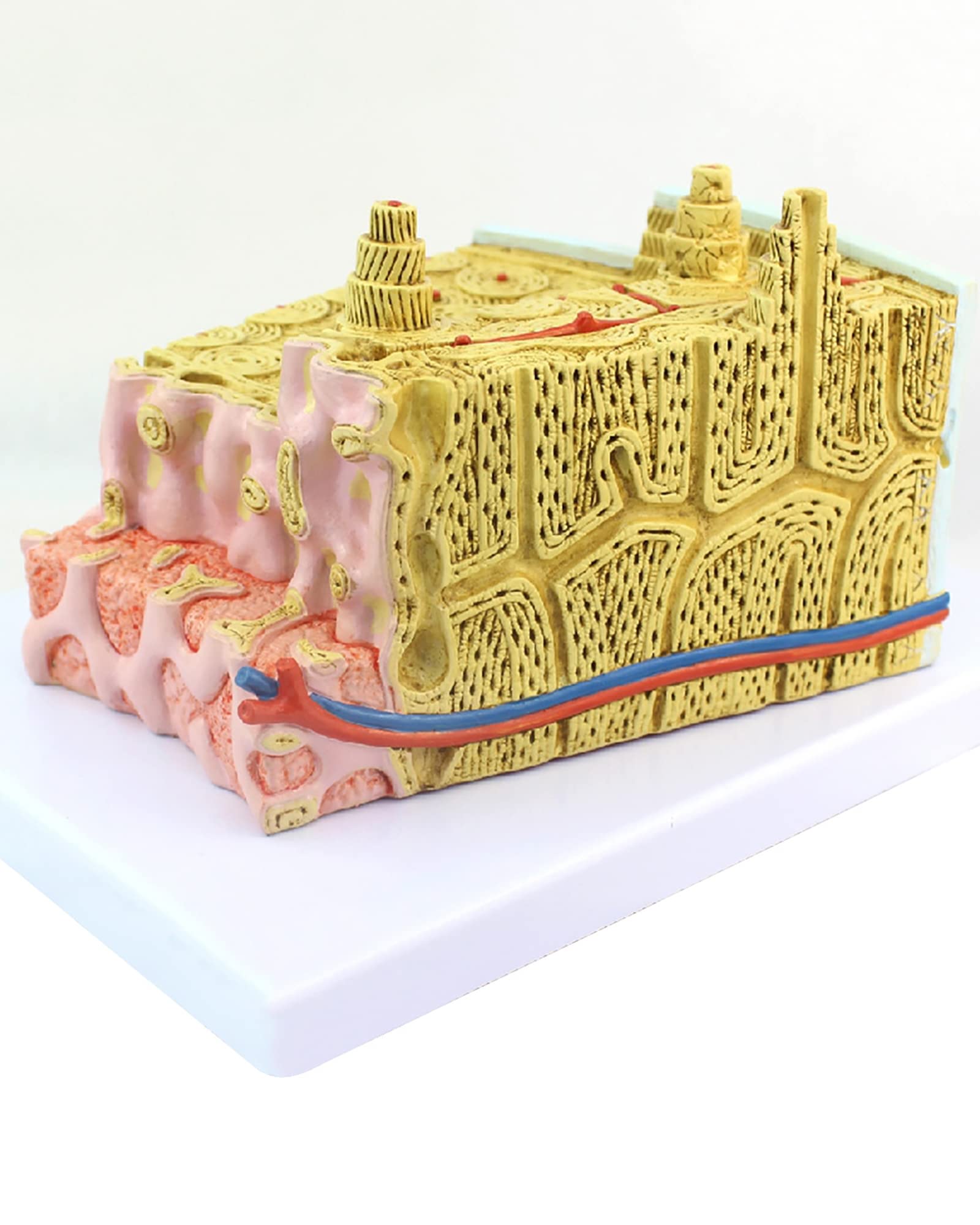 Buy YNB 80X Magnification Human Structure Model PVC Exercise ...