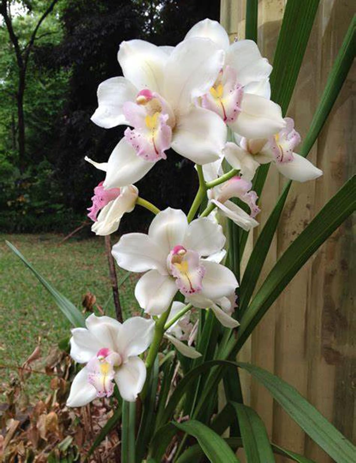 Amazon.com : Colorful Orchid Cymbidium Plant Live Gifts Planting Simple ...