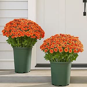 Amazon.com: PIVOFF Artificial Mums for Outdoors Fall,Look Real- Uv ...
