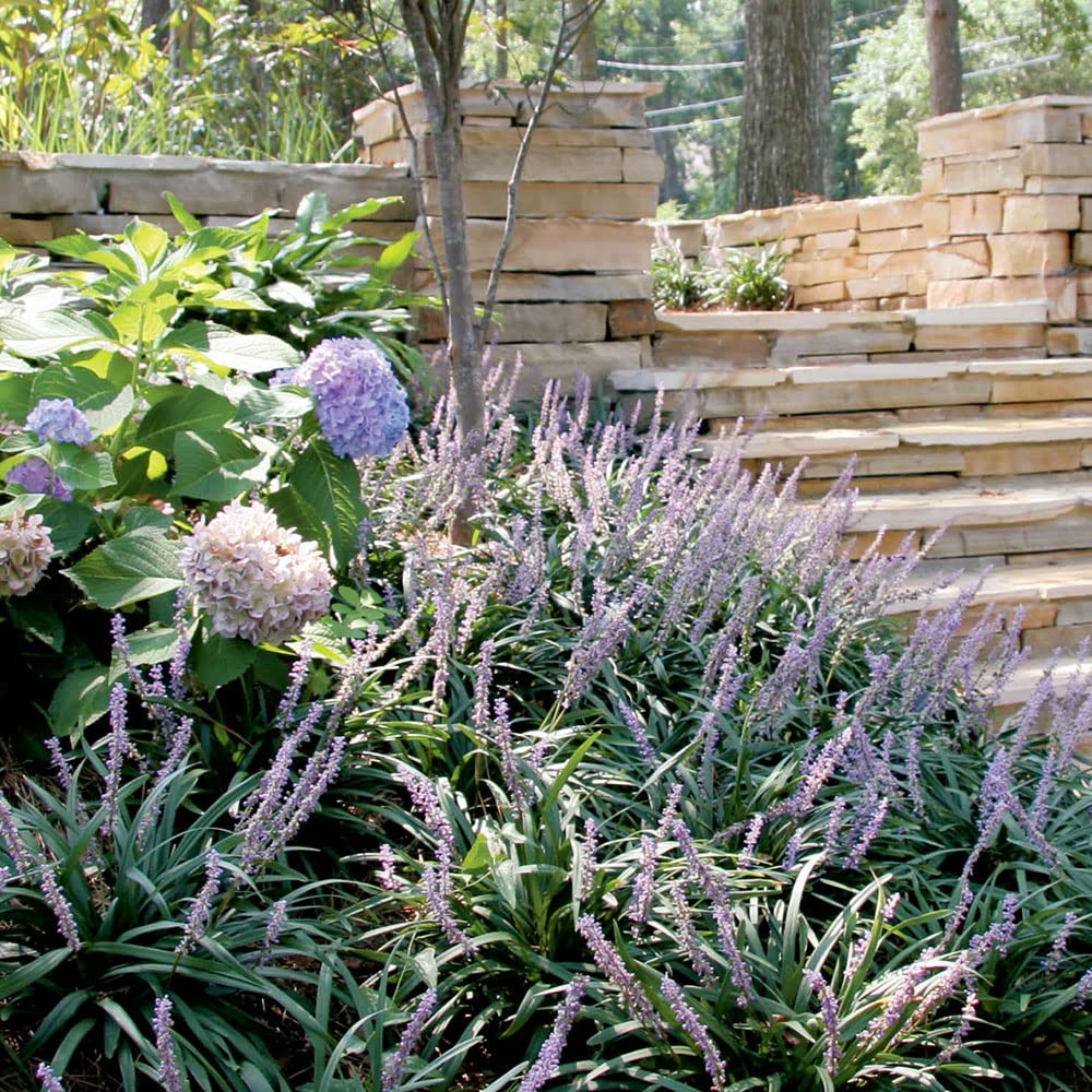 Jardines De Liriope Con Bordes Liriope Muscari 'Big Blue' | Fronda