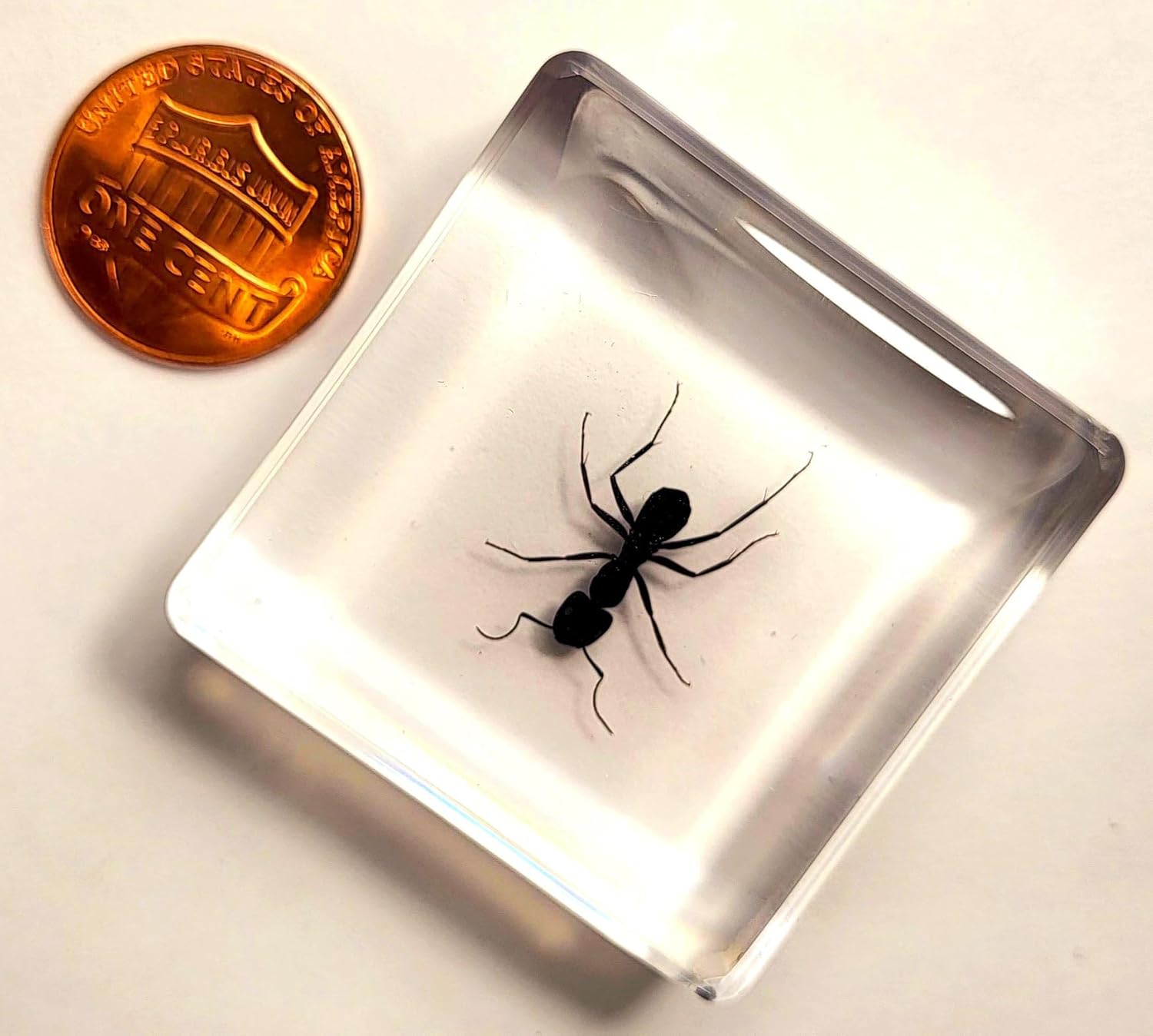 Hormiga tejedora real de 1.457 in en resina de lucita cristalina ...